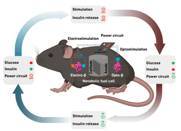 Self-sufficient glucose monitoring system successfully manages diabetes ...