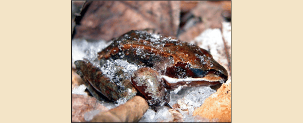 The freeze-tolerant wood frog and its contribution to long-term organ ...